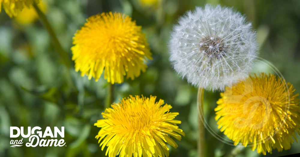 Plant Spotlight: Dandelion